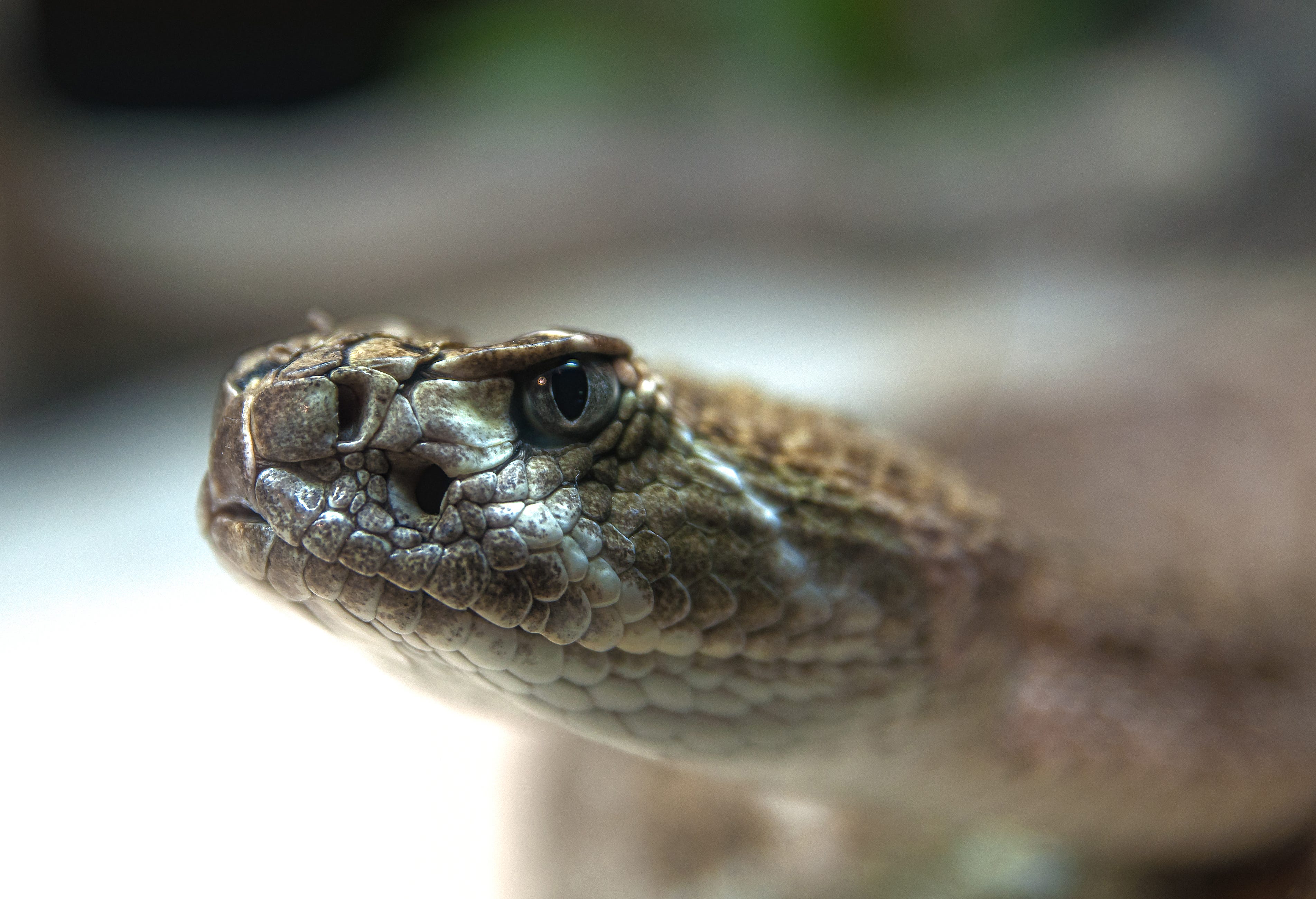 Avoid rattlesnake bites while on Redding trails, Lake Shasta