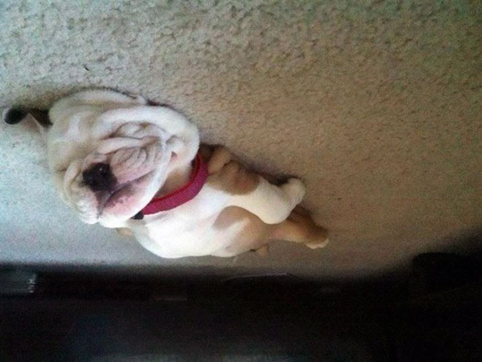 45 hilarious 'dog balloons' that floated up to the ceiling and got stuck
