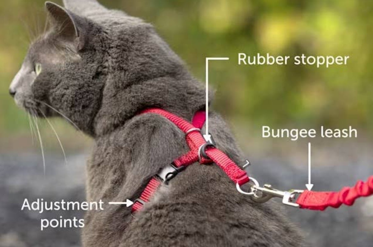 20 problem-solving products from Petco you’ll wish you’d had years earlier
