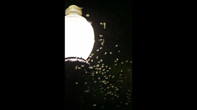 Termite swarms are seemingly everywhere in South MS. Here's what to know
