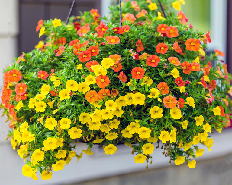 Stop hanging baskets so high – this visual trick creates a ‘floating ...