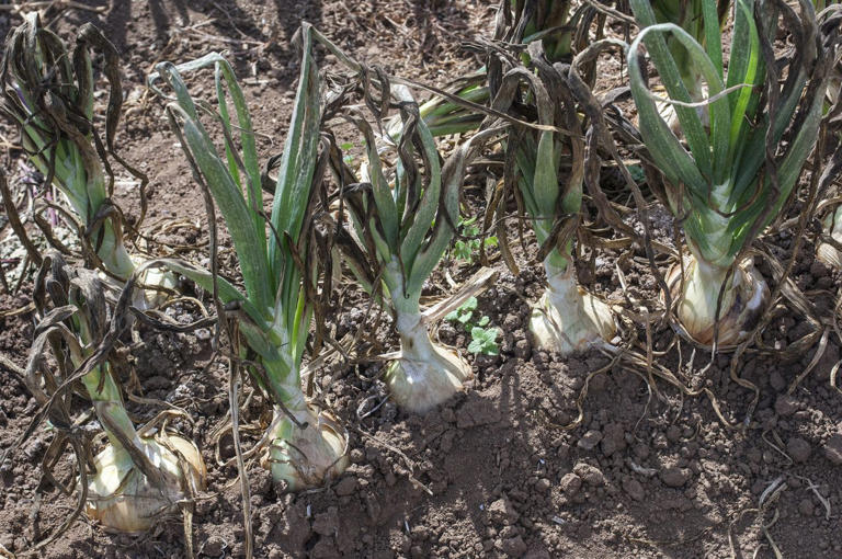 When do you harvest onions? Here's what to look for
