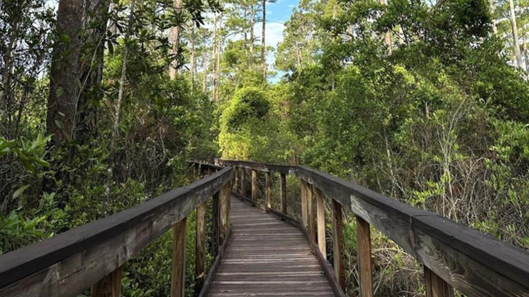 Just outside Jacksonville is a Florida state forest with RV camping ...