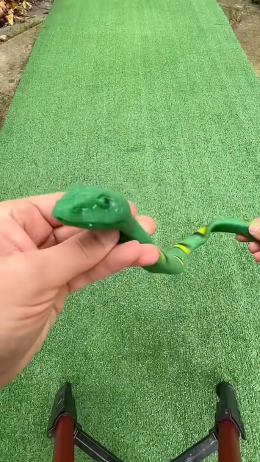 Snake flooded my garden