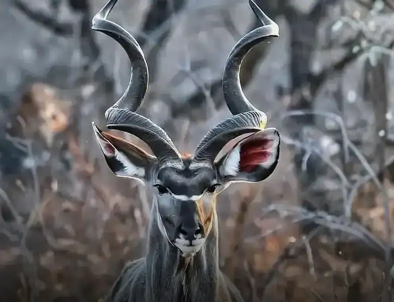 Conoce el animal considerado el más bello del mundo