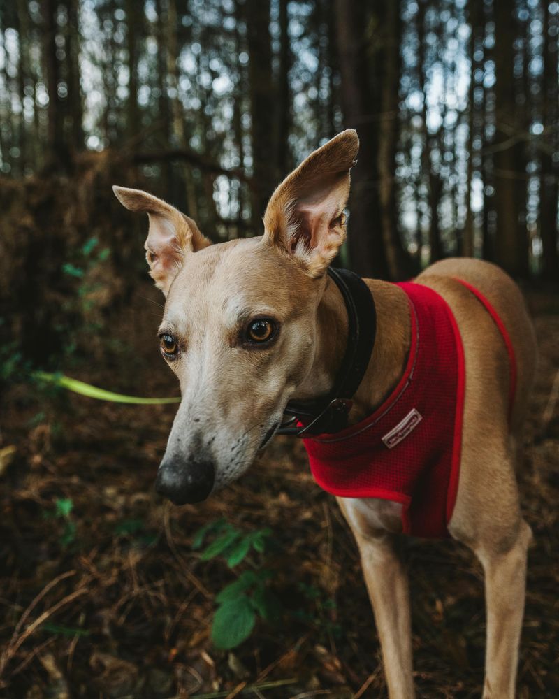 11 low-drama dog breeds that bring calm instead of constant stress