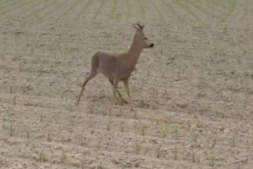 Police warn drivers to avoid 'drunk' deers behaving erratically due to ...