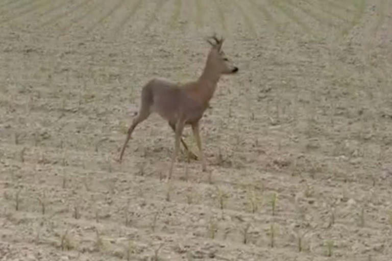 Police warn drivers to avoid 'drunk' deers behaving erratically due to ...