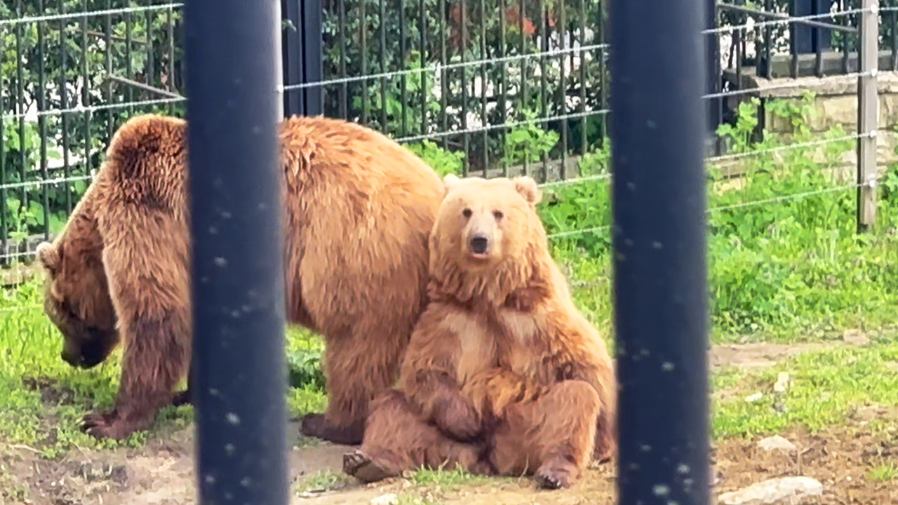 Watch what happens when a bear is secretly filmed