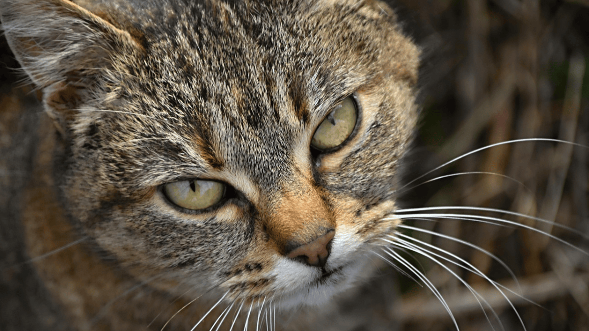 8 reasons your cat touches your face with its paw, according to experts