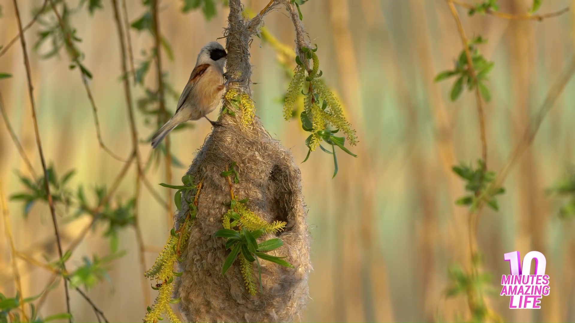 Tiny penduline tit carefully weaves its soft hanging nest
