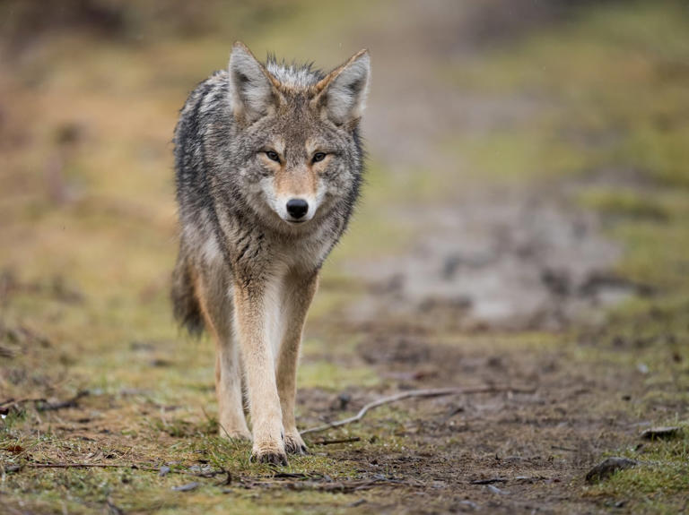 There are many questions about why a coyote swam to Alcatraz. One ...