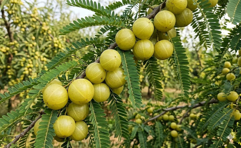 Liver health to blood sugar control: Starting your day with raw amla ...