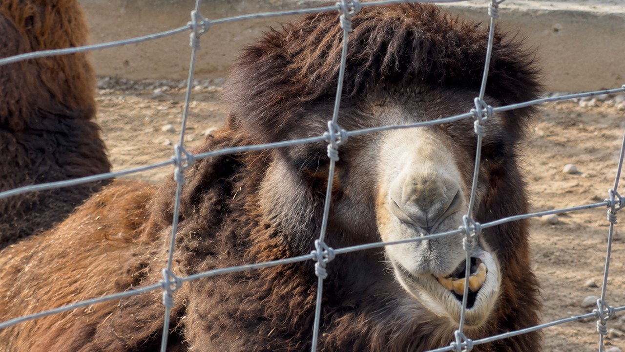 Watch this camel carefully eat at its own pace while being filmed