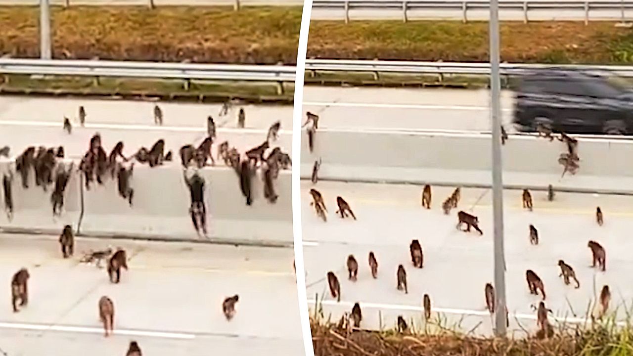 Dozens of wild monkeys cross toll road in Indonesia