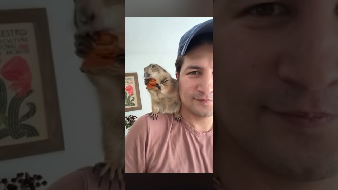 Sweet prairie dog refuses to leave her owner’s side during snack time