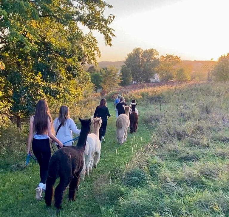 Madison County shoots down gun range near alpaca farm, daycare