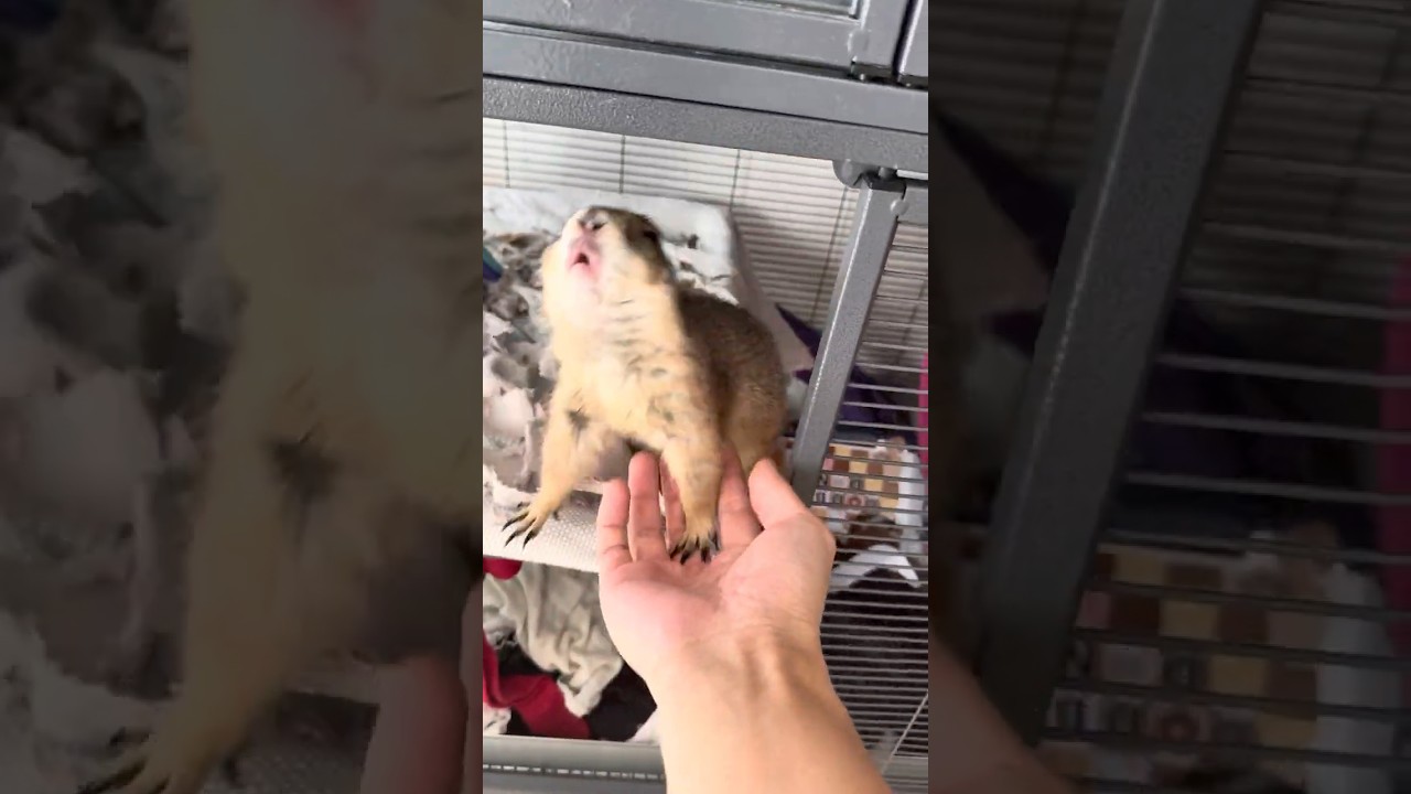 A confused midweek "Wahoo" from this prairie dog