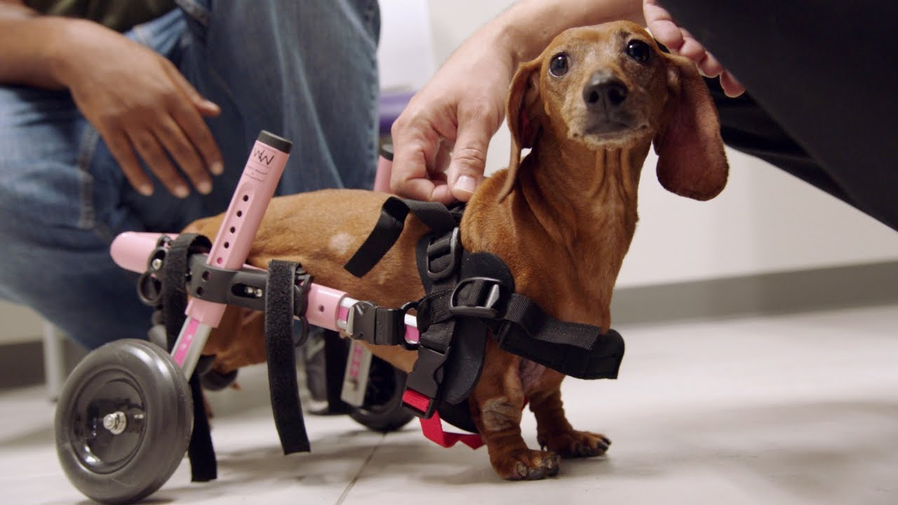 A paralyzed dog’s final hours became his new beginning