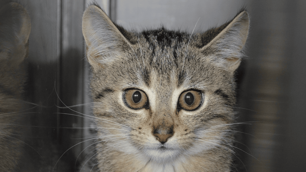 8 reasons your cat touches your face with its paw, according to experts
