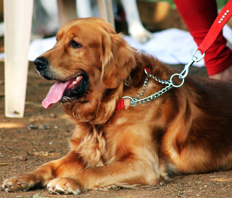 14 ultra-social dog breeds that act like everyone is their best friend