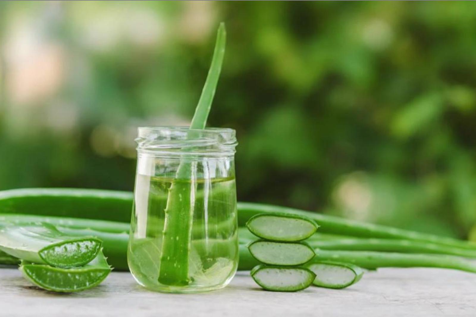 Aloe vera da bere: fa davvero bene? Benefici, controindicazioni e chi ...
