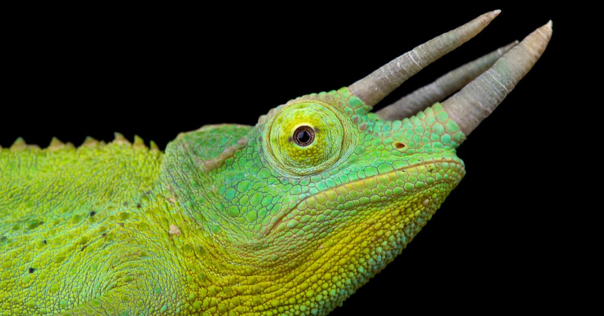 The invasive reptiles spreading across California