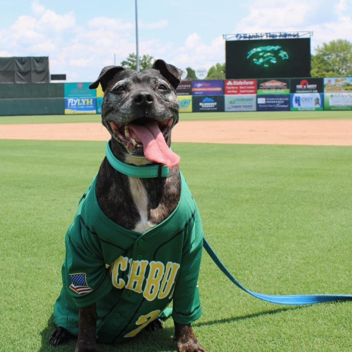 Microchip mistake leads to euthanasia of beloved senior dog 'Eve' at ...