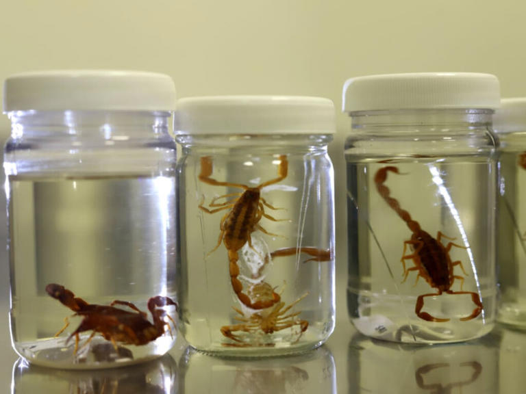 Investigadores mexicanos mezclaron veneno de alacrán con chile habanero ...