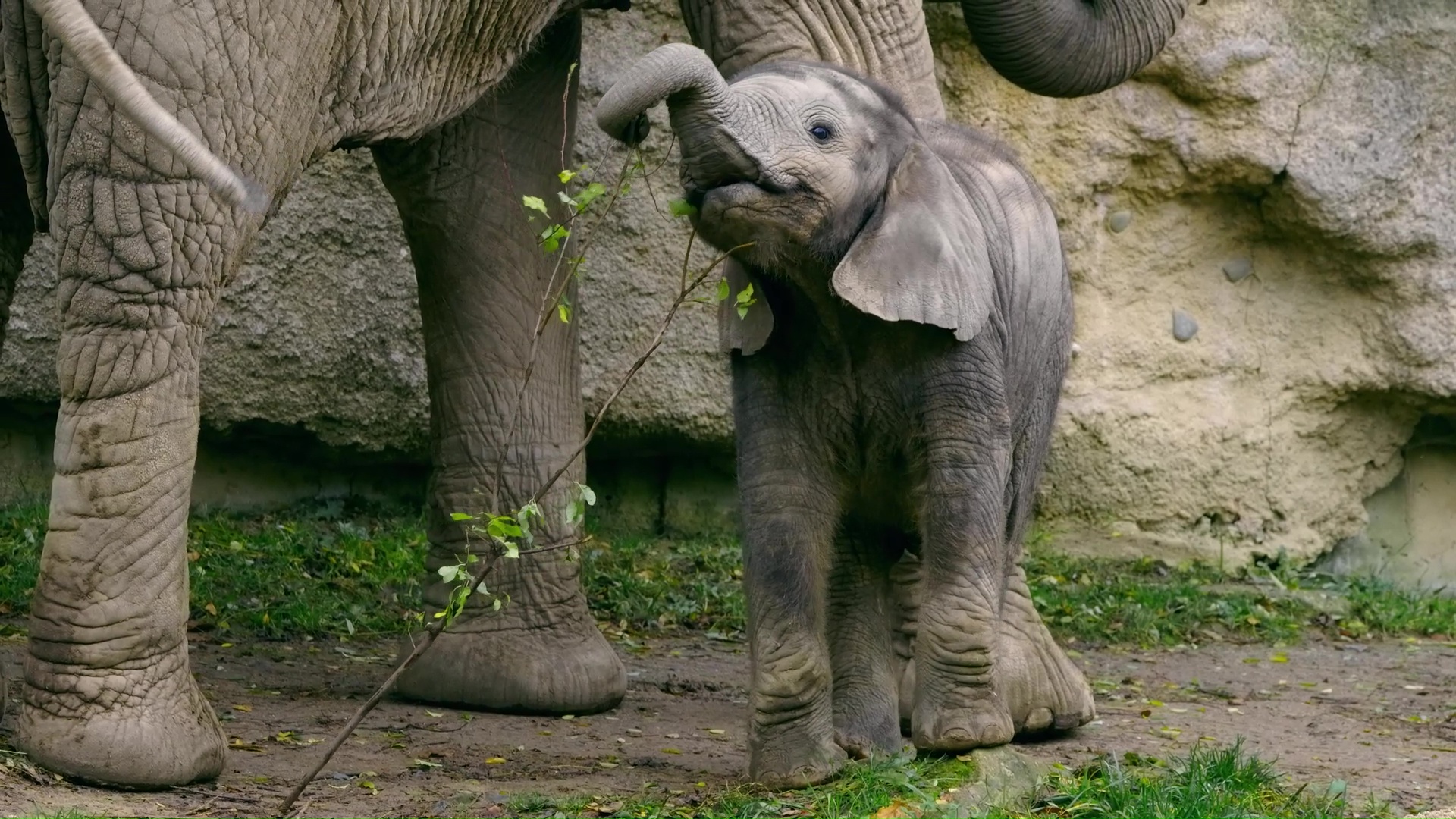 Bebé elefante aprendiendo del mundo junto a su madre