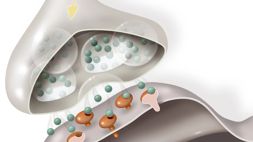Mouse brain study overturns decades-old 'blank slate' theory