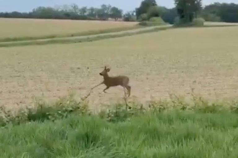 Police warn drivers to avoid 'drunk' deers behaving erratically due to ...