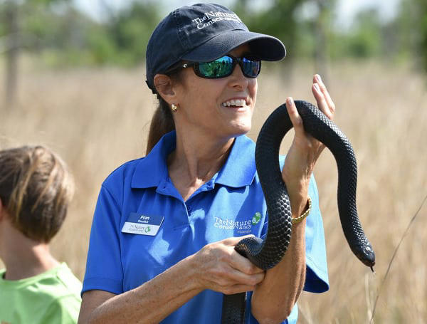 Florida’s iridescent forest ruler emerges for spring: Why you should ...