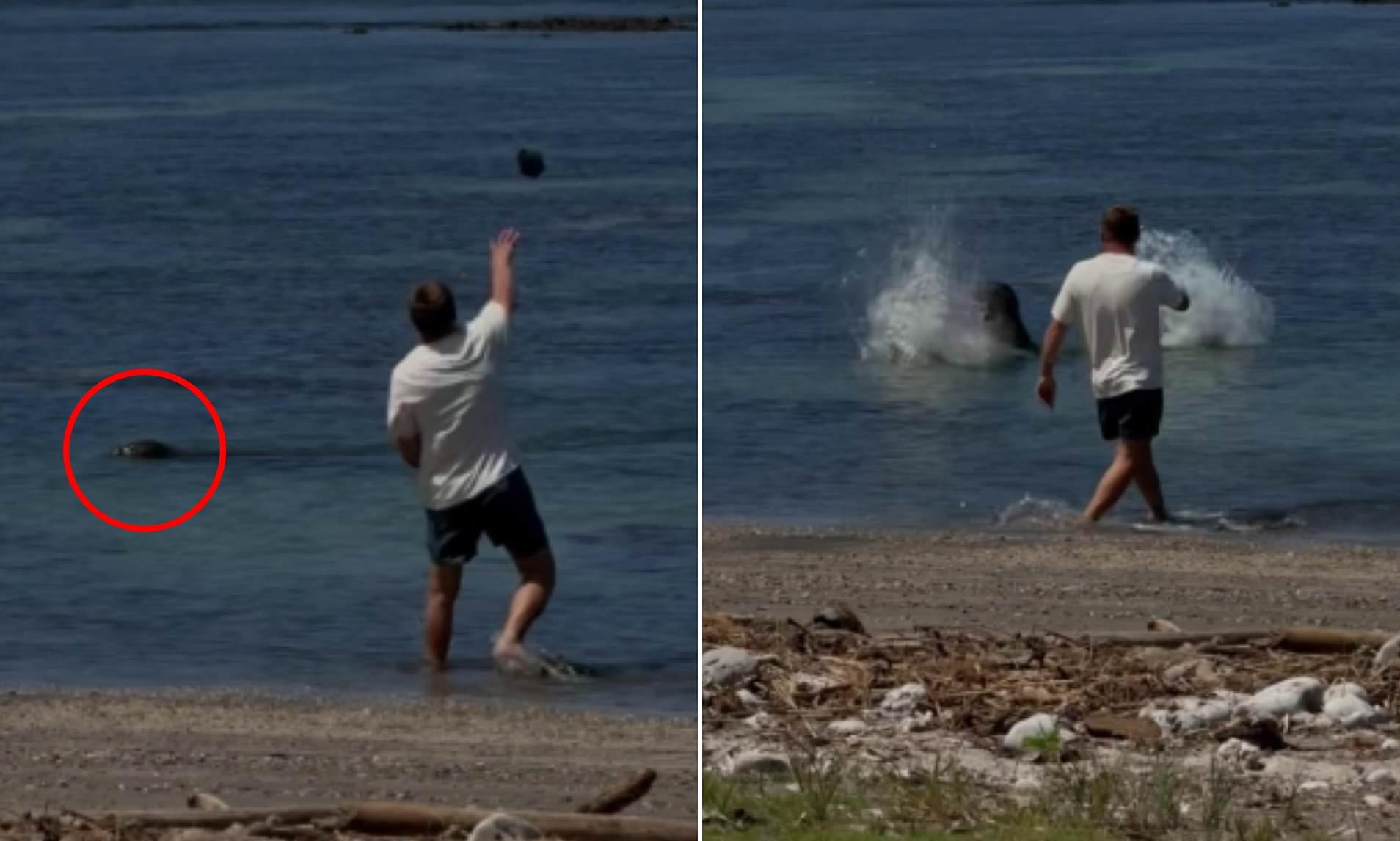 Hawaii tourist accused of hurling rock at protected seal faces a year ...