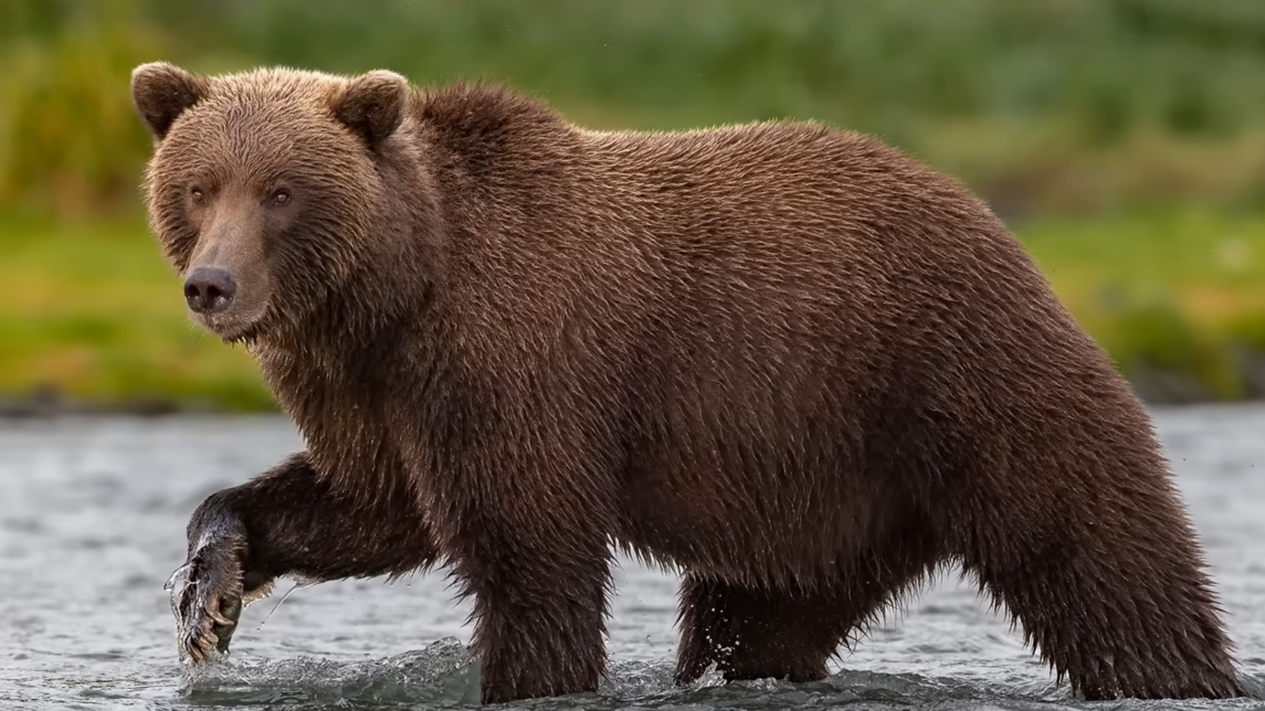 This bear ate two Russian workers - while others watched in horror