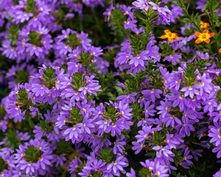 Don't bother deadheading these 6 low-maintenance annual flowers – they ...