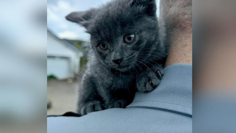 Kitten tied in bag and thrown from moving vehicle in Pennsylvania ...