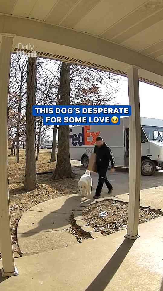 Excited dog gives FedEx driver the warmest welcome