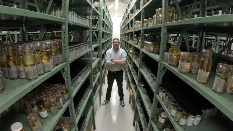 World’s biggest school of fish is hidden underground near New Orleans