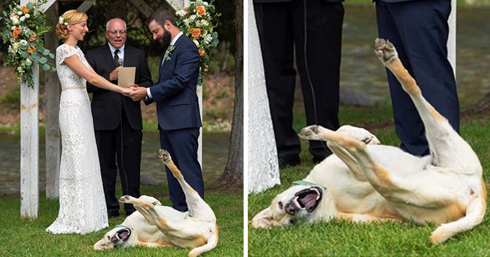 150 funny dog tweets every dog owner should see ASAP