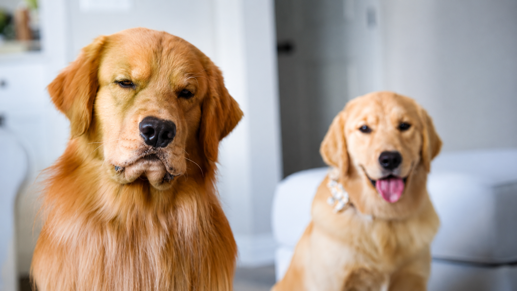 My dog called a trainer for help