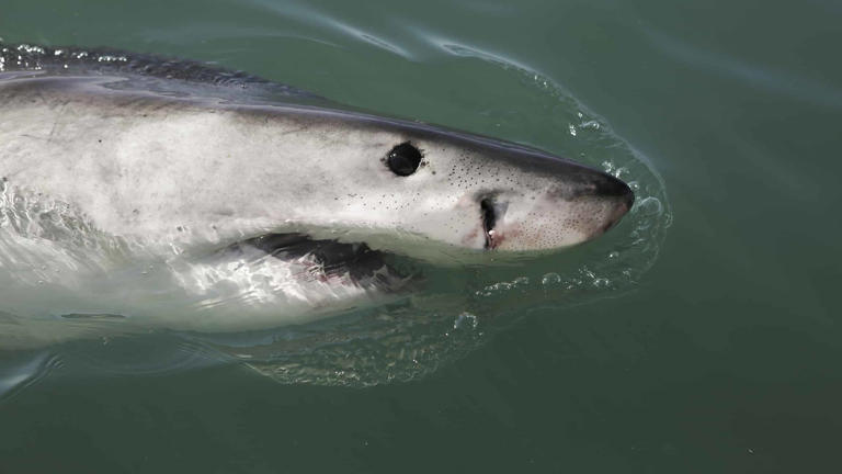 Great white shark stalks a drone shadow like a cat eyeing a laser
