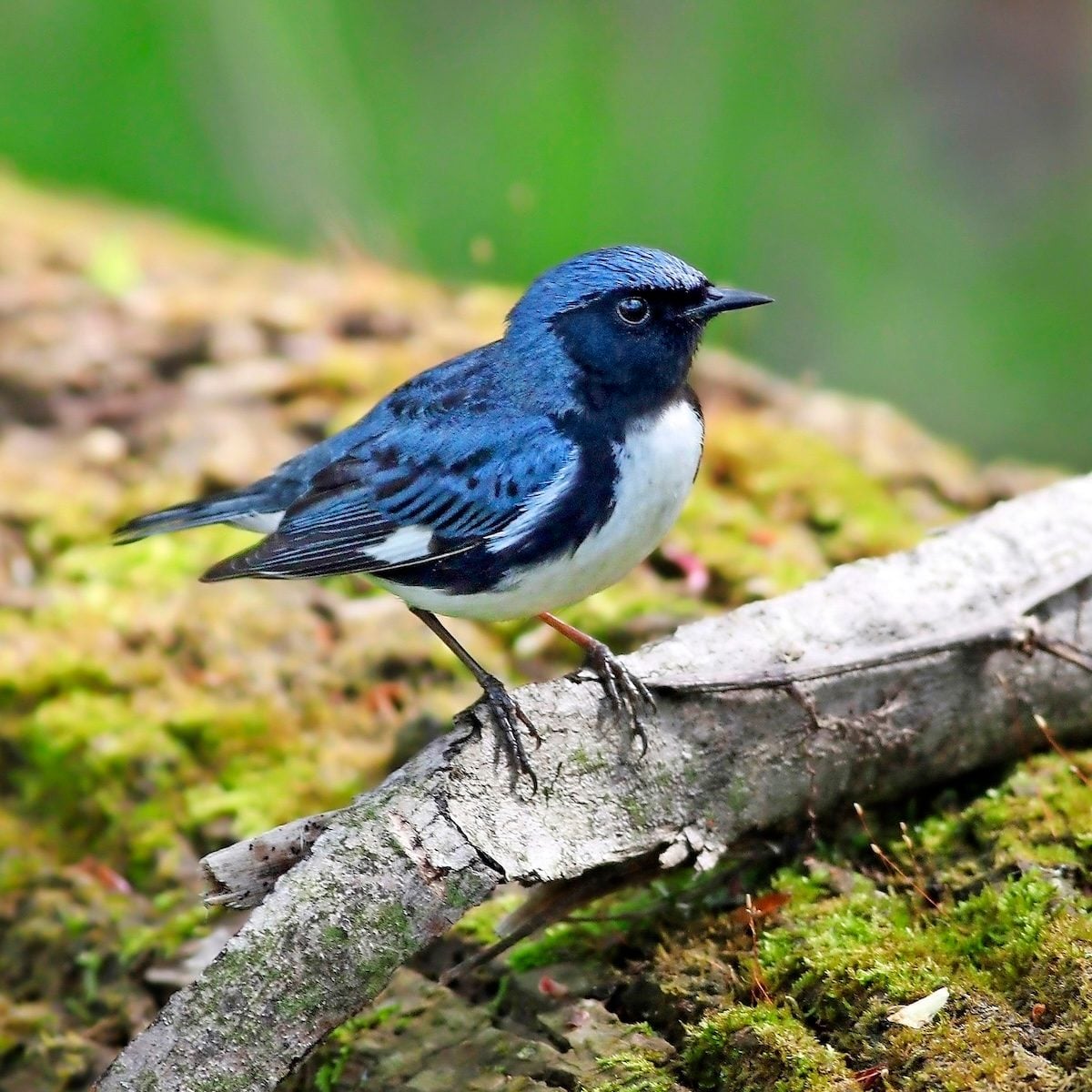 All about black-throated blue (and green) warblers