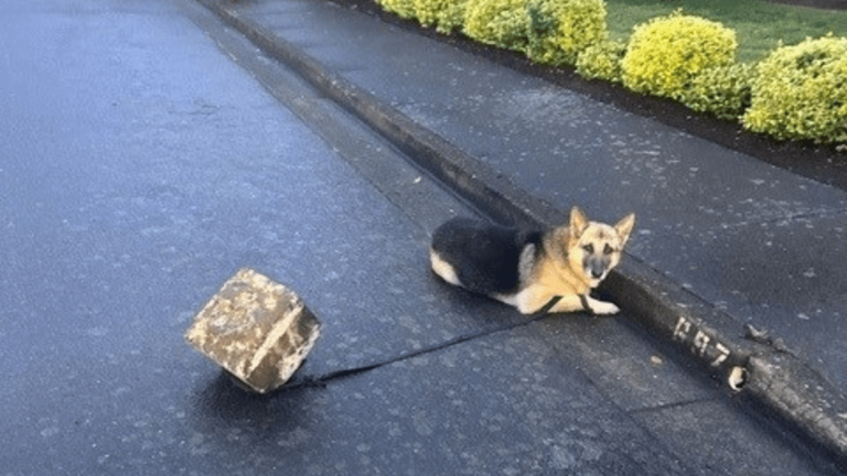 German shepherd found abandoned, tied to rock in Woodburn street