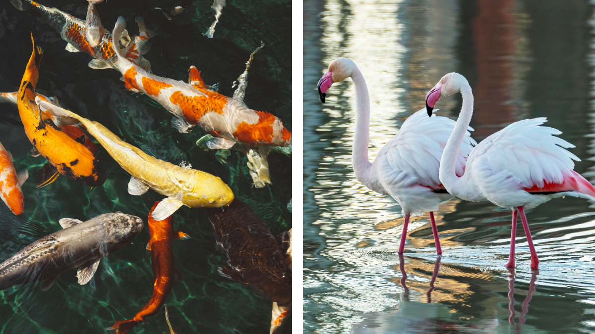 18 animals that live longer than most humans