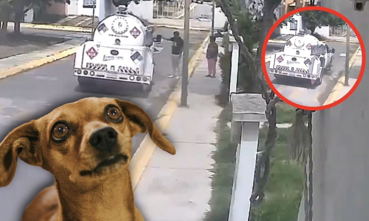 Conductor de pipa de gas atropella a perrito en Puebla y huye sin ...