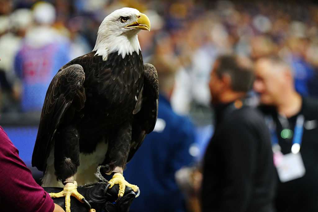 Postal Service releases bald eagle stamps as America soars into its ...