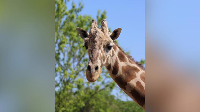 Birmingham Zoo mourns loss of 20-year-old giraffe Jalil