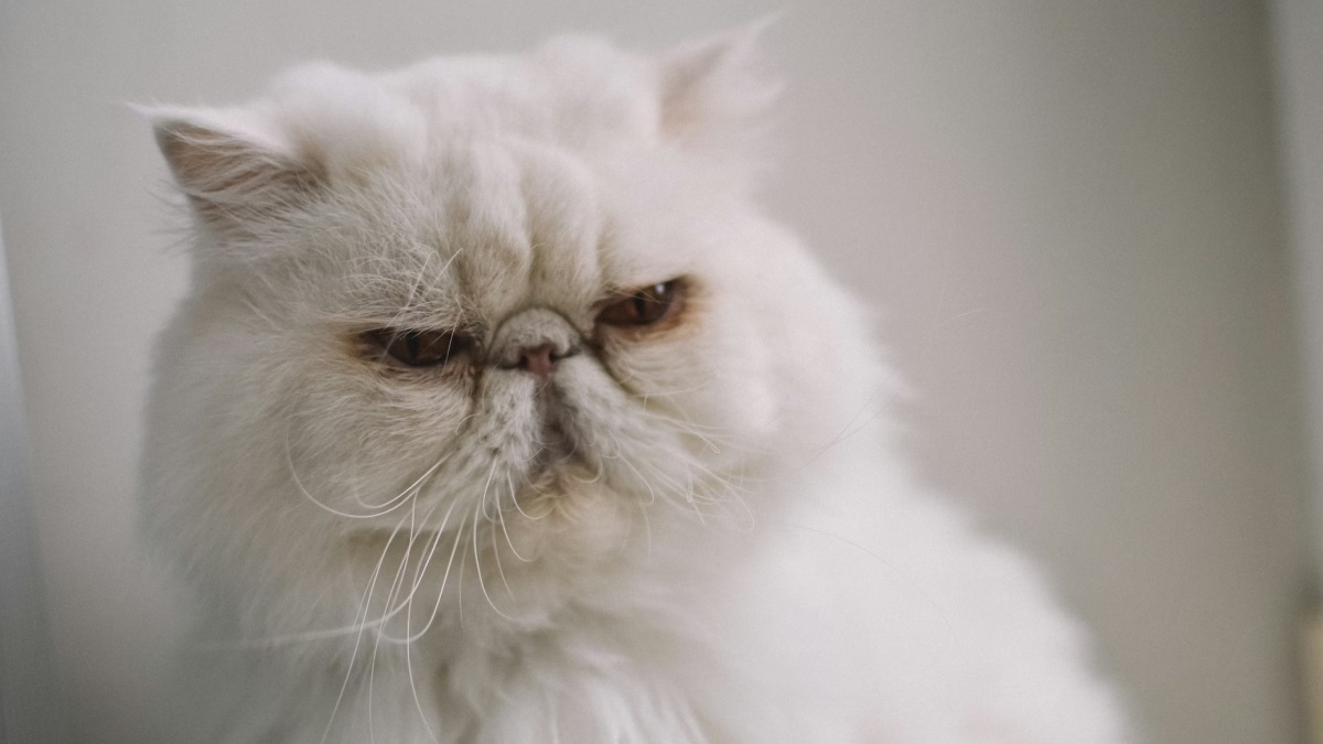 6 jealous cat breeds that won't tolerate sharing you (with another ...