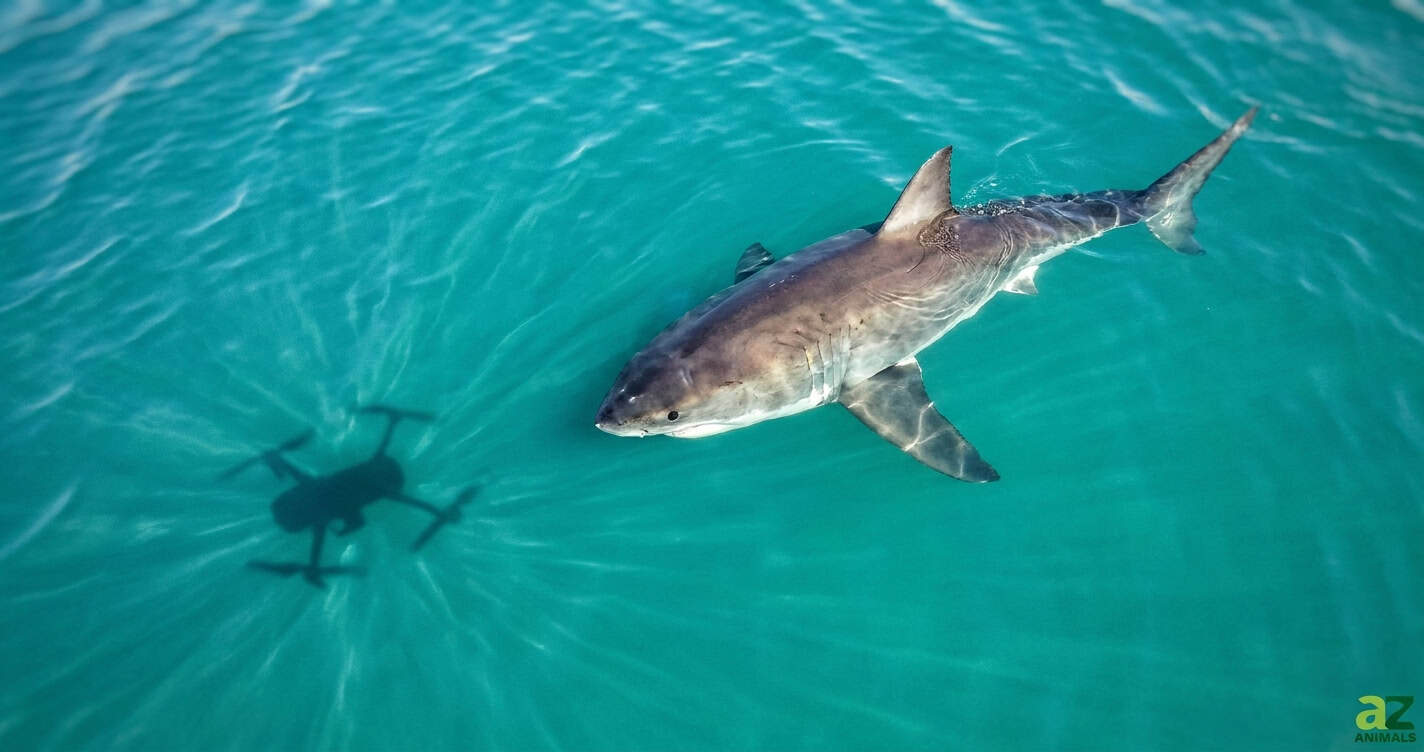 Great white shark stalks a drone shadow like a cat eyeing a laser